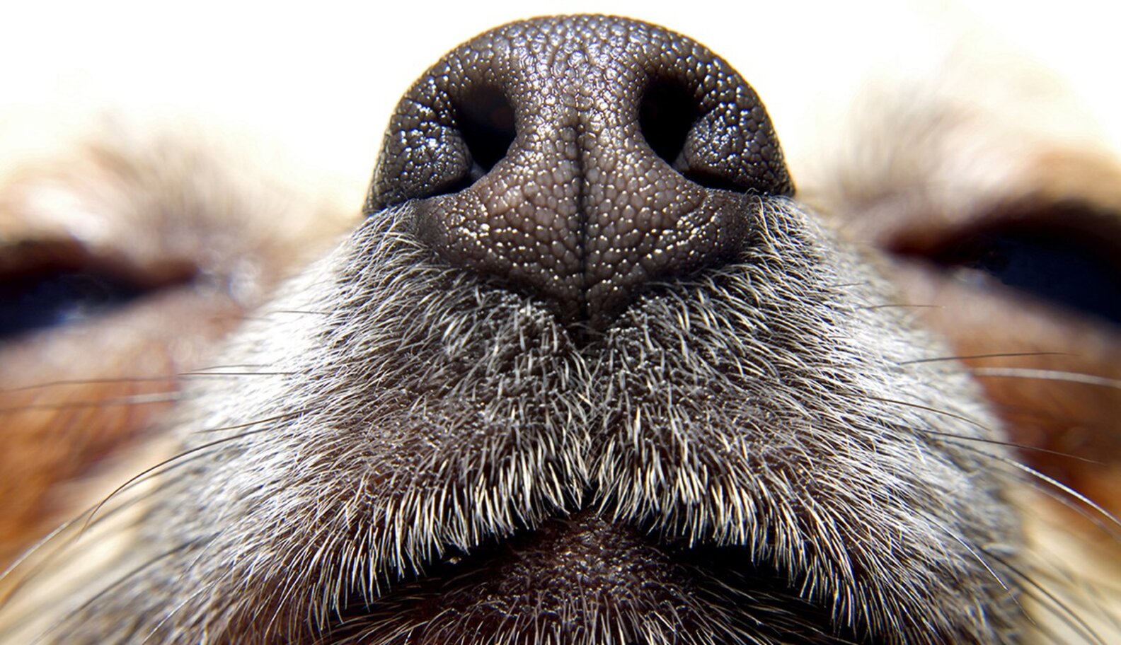 Your Dog Loves Smelling You More Than You Realize - The Dodo