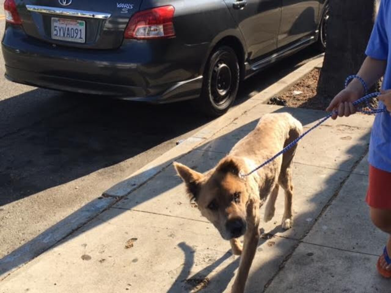 Dog Returned To Same Shelter 10 Years Later Finally Has A Real Home ...