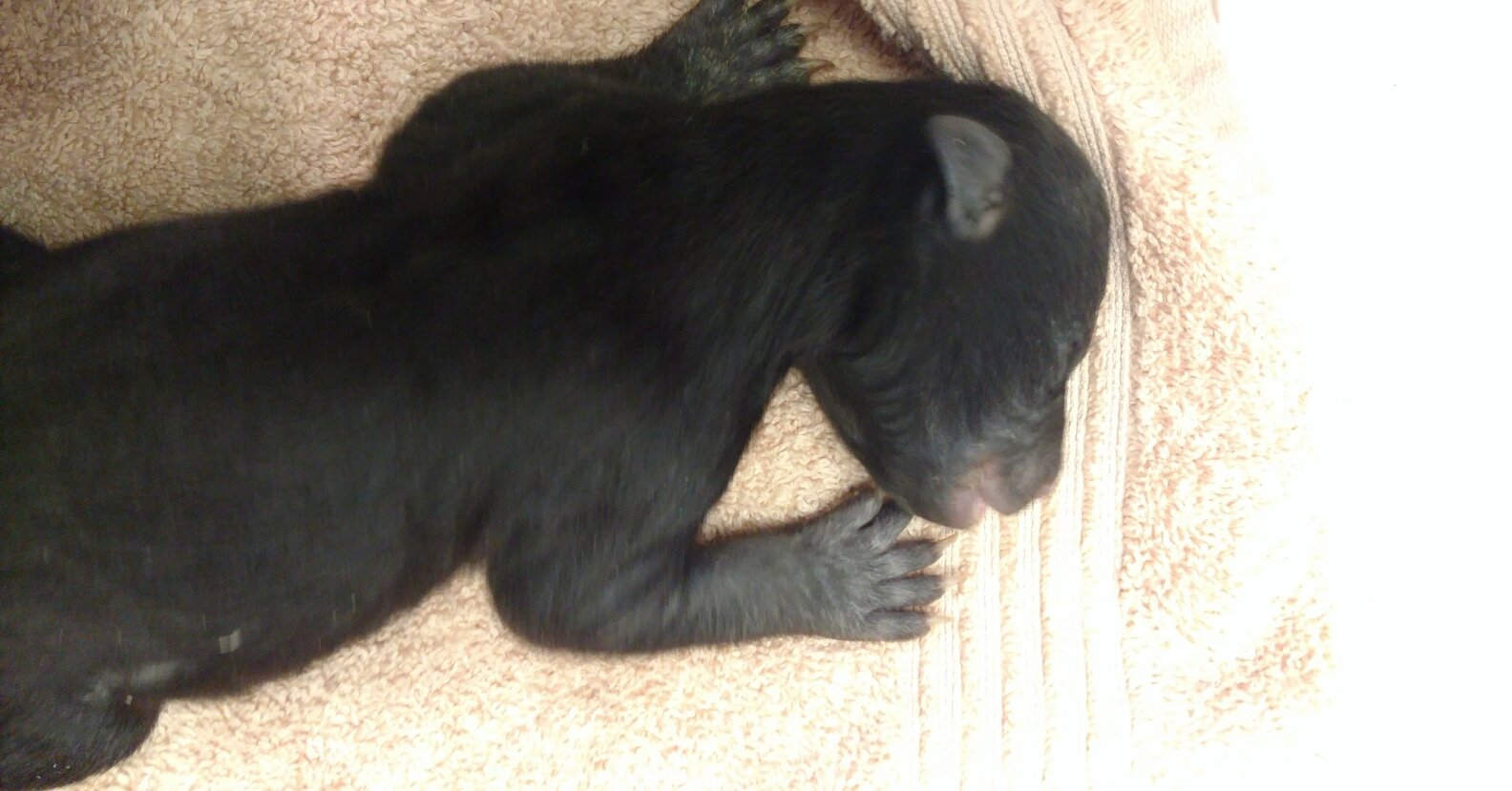 Hunters Find Tiny Baby Bear In Forest And Do Exactly The Right Thing ...