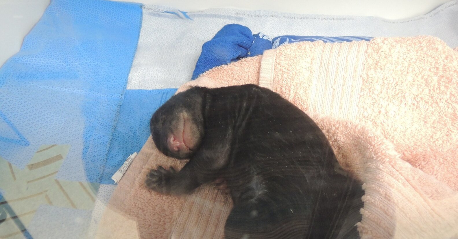 Hunters Find Tiny Baby Bear In Forest And Do Exactly The Right Thing ...