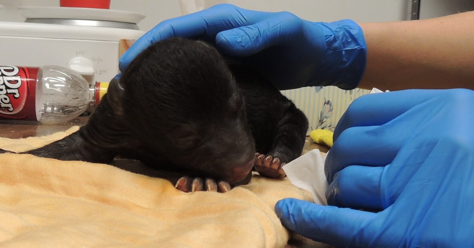 Hunters Find Tiny Baby Bear In Forest And Do Exactly The Right Thing ...