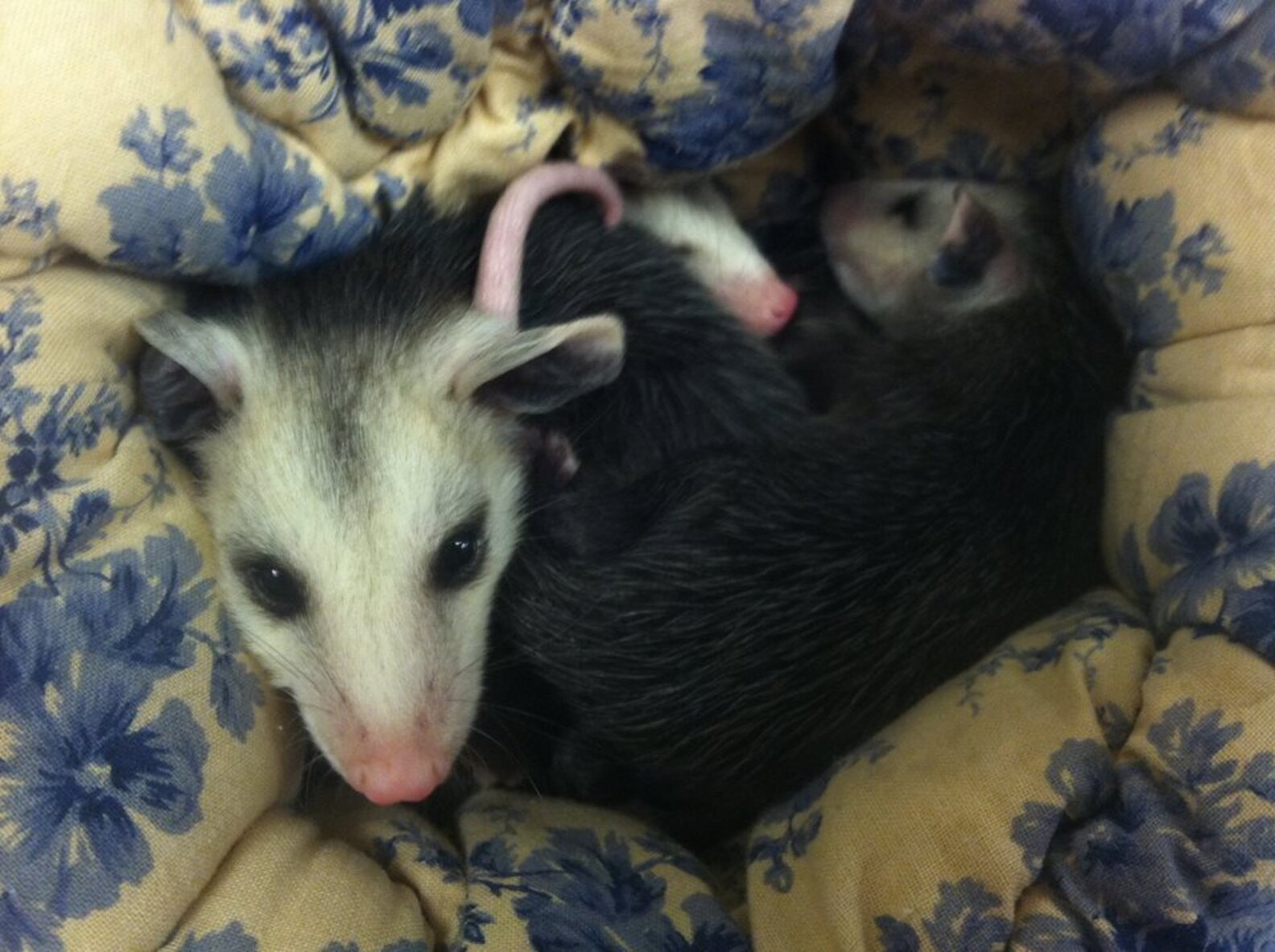 Baby Opossums Cling To Lifeless Mom Until Kind Stranger Shows Up - The Dodo