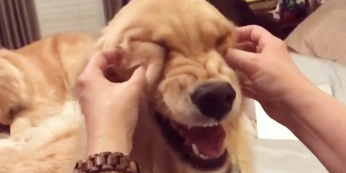 This Dog LOVES Her Face Rub - Videos - The Dodo