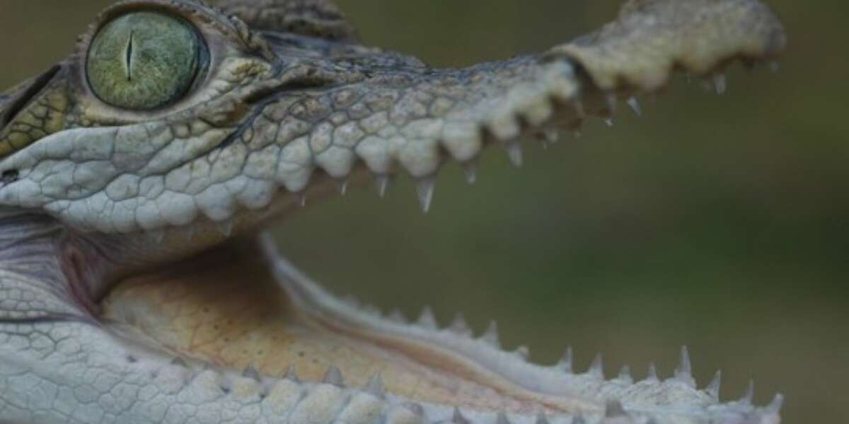 How One Woman Is Saving The World’s Rarest Crocodile - The Dodo