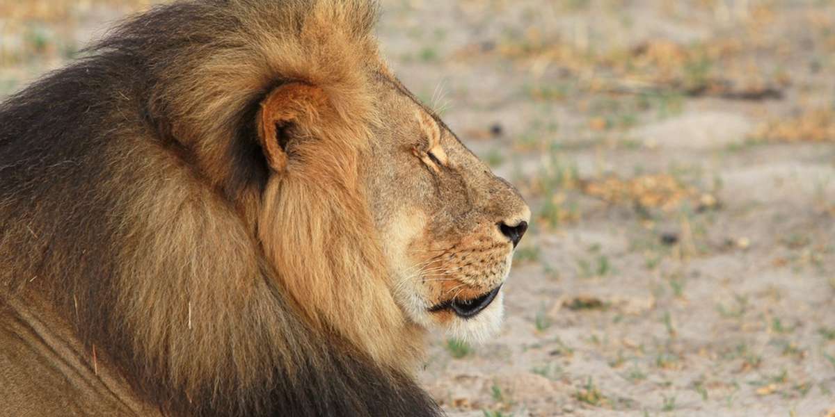Another Lion Reportedly Shot Dead As World Mourns Cecil [UPDATE] - The Dodo