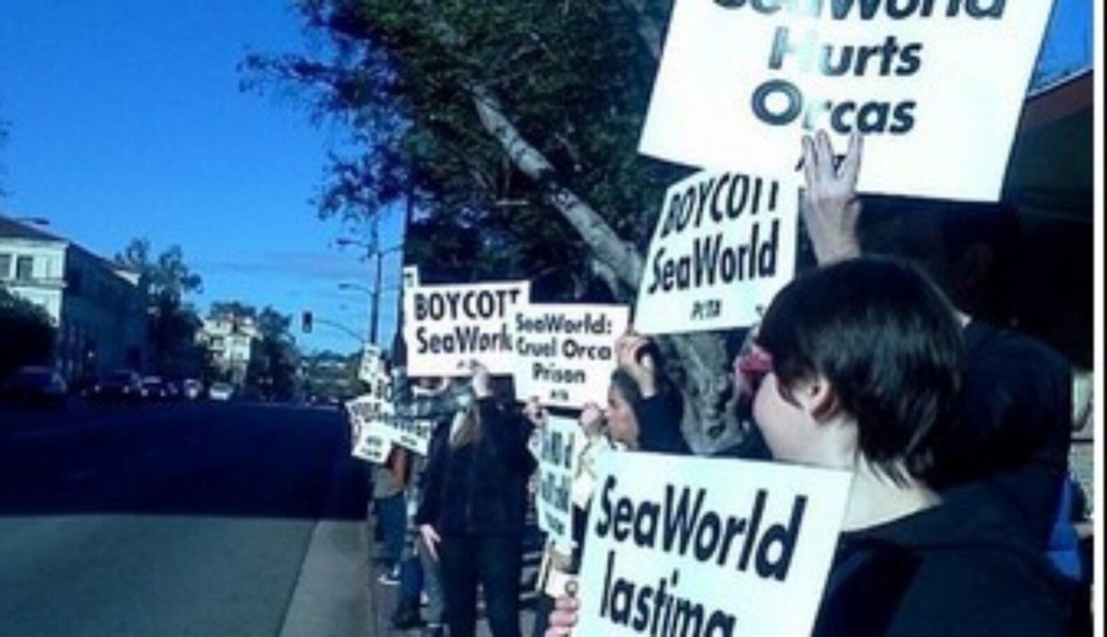 12-Year-Old Rose McCoy Rejoins SeaWorld Protesters Outside Courthouse ...