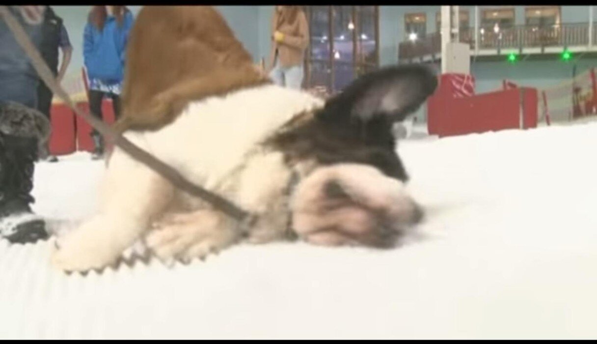 Dying Dog's Family Makes Her Last Day One Of Her Happiest - The Dodo