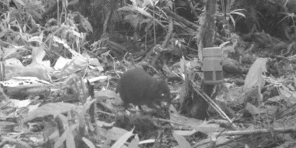 New Species! Photo Of Elusive Cat-Sized Wallaby Revealed For The First ...
