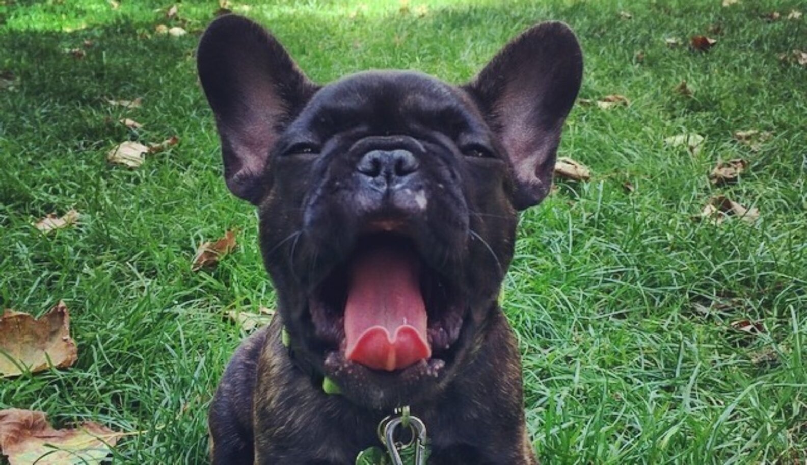This Collection Of Puppy Yawns Proves Falling Asleep Is The Cutest Time ...