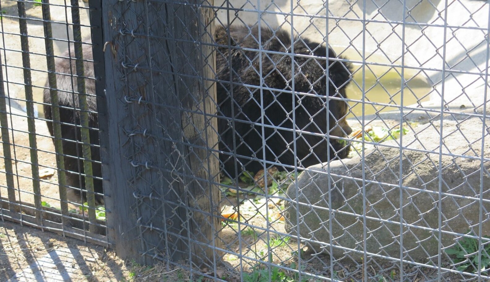 Don't Ever Visit Roadside Zoos. Here's Why. - The Dodo