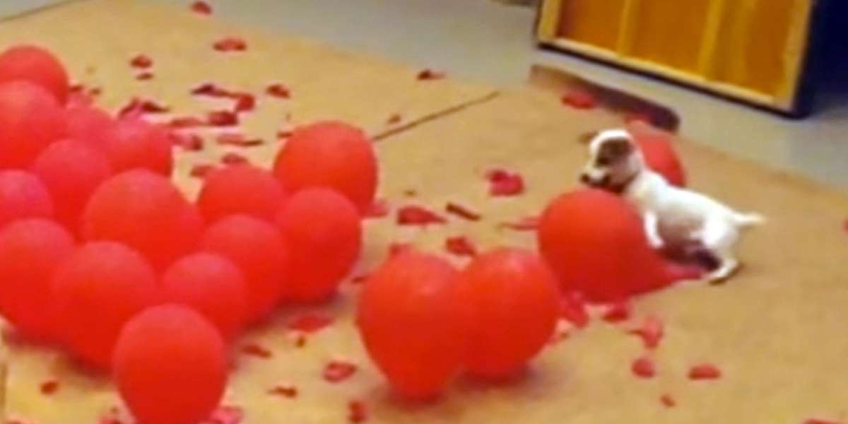 Dog Shatters World Record For Popping 100 Balloons The Fastest - The Dodo