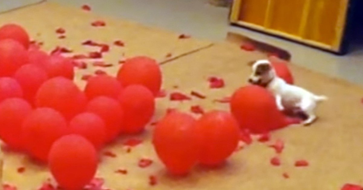 Dog Shatters World Record For Popping 100 Balloons The Fastest - The Dodo