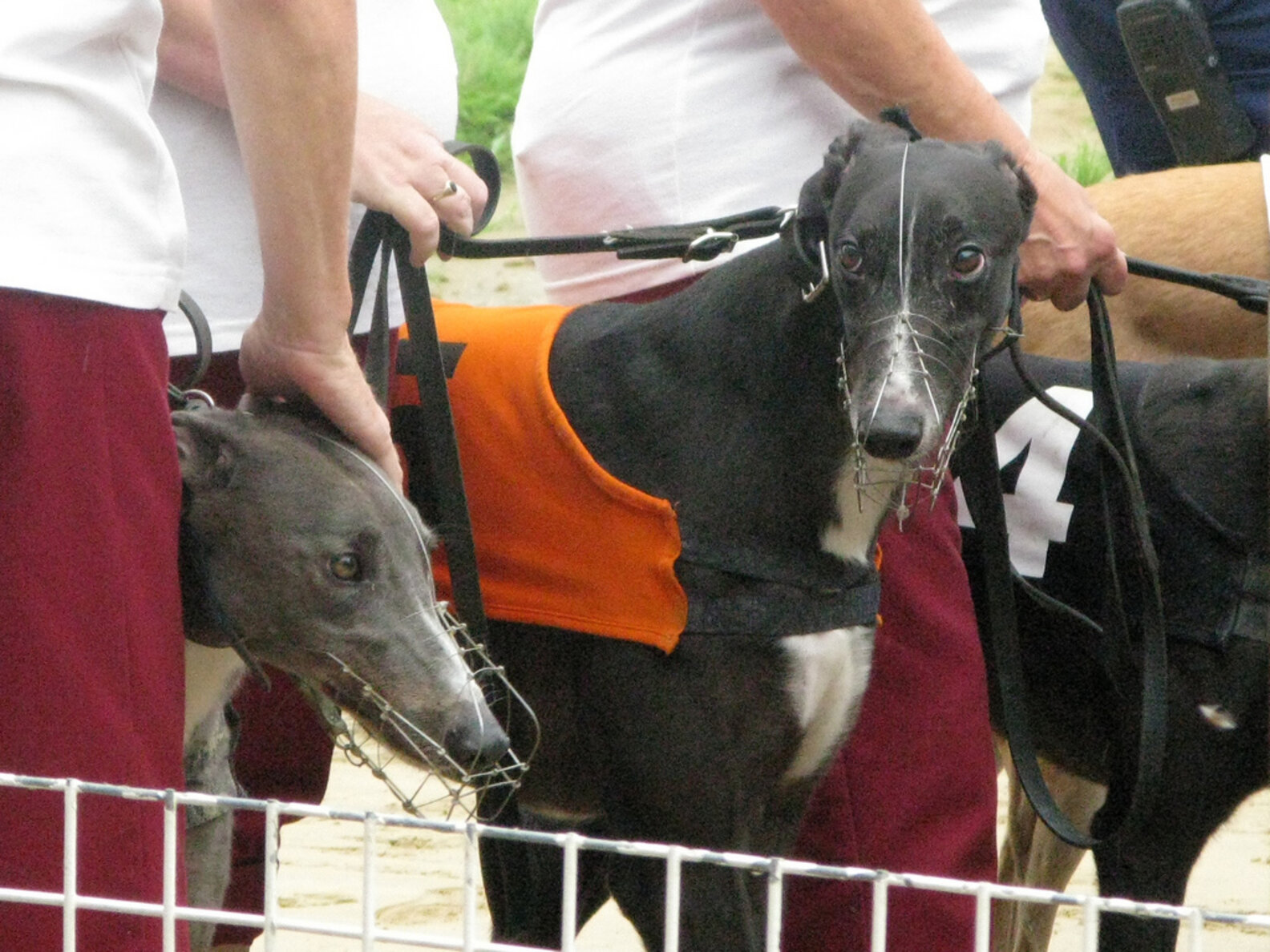 Cocaine, Arsenic, Abuse Allegations Hint At Dark Underworld Of Dog ...