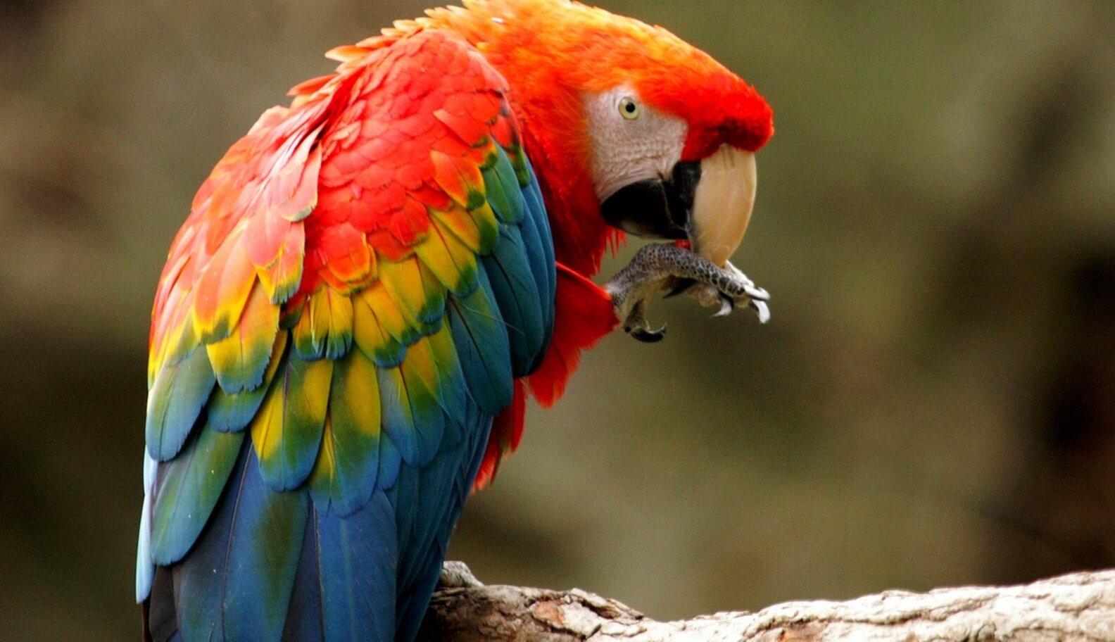 8 Reasons Costa Rica Is The Best Place To Be An Animal - The Dodo