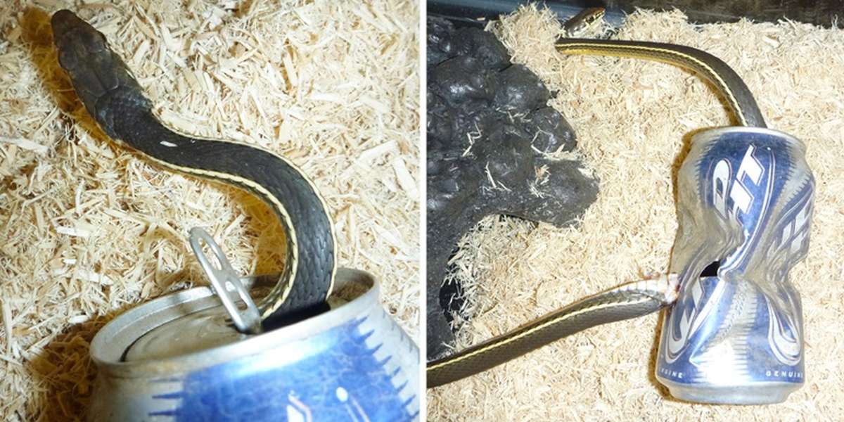 Woman Refuses To Let Snake Die Trapped In A Beer Can - The Dodo
