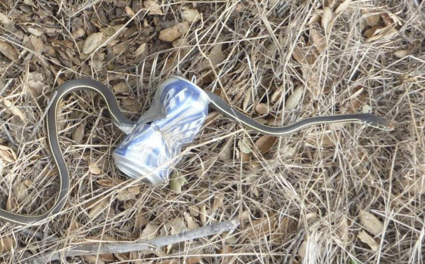 Woman Refuses To Let Snake Die Trapped In A Beer Can - The Dodo