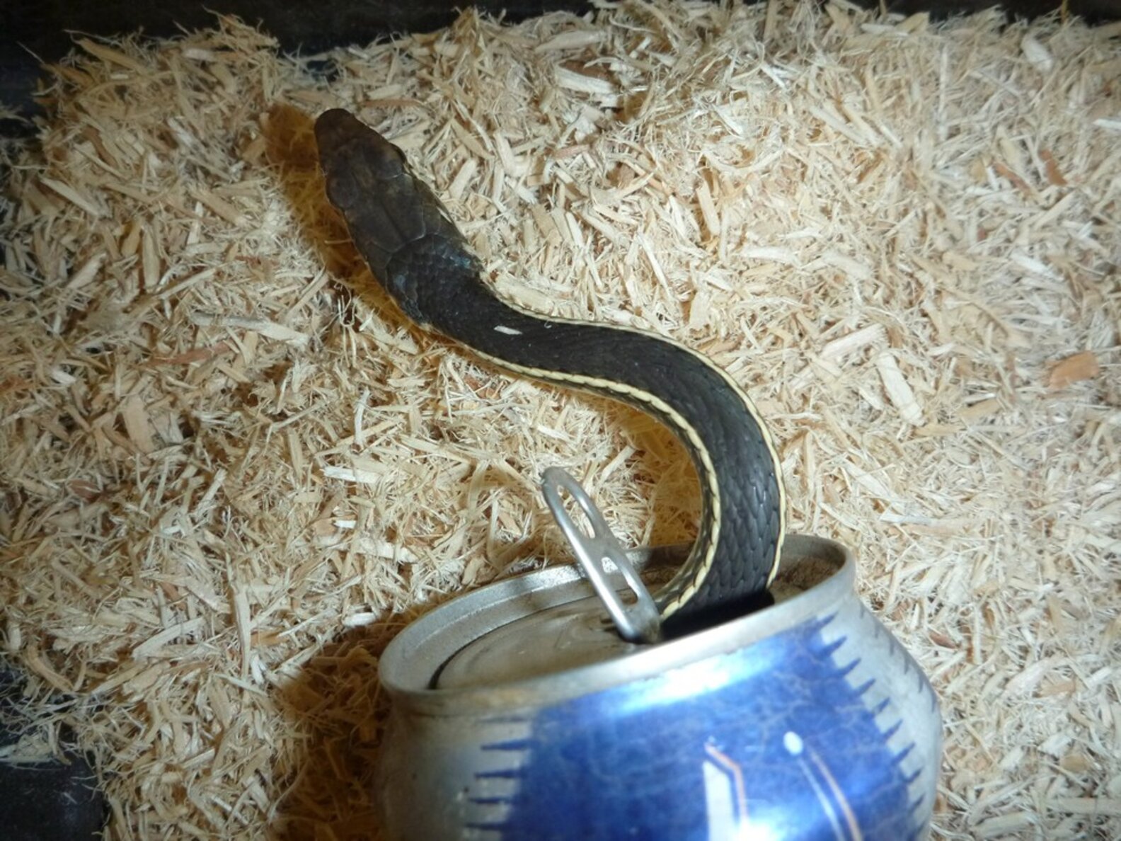 Woman Refuses To Let Snake Die Trapped In A Beer Can - The Dodo