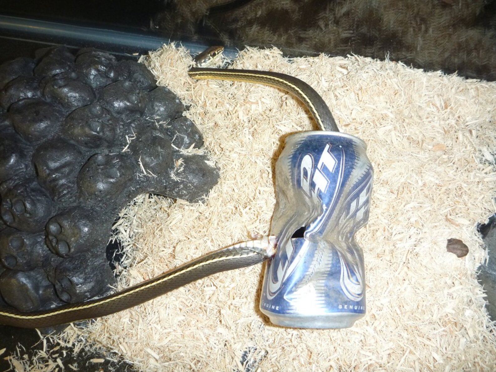 Woman Refuses To Let Snake Die Trapped In A Beer Can - The Dodo