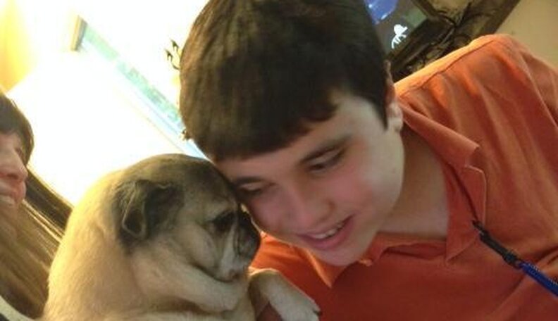 Loyal Pug Understands Autism Better Than Anyone Thought She Could - The ...