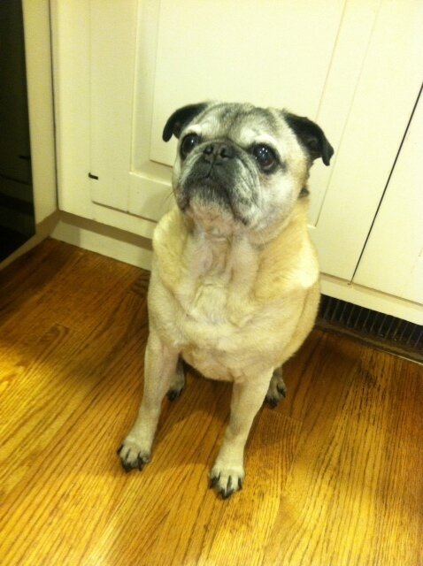 Loyal Pug Understands Autism Better Than Anyone Thought She Could - The ...