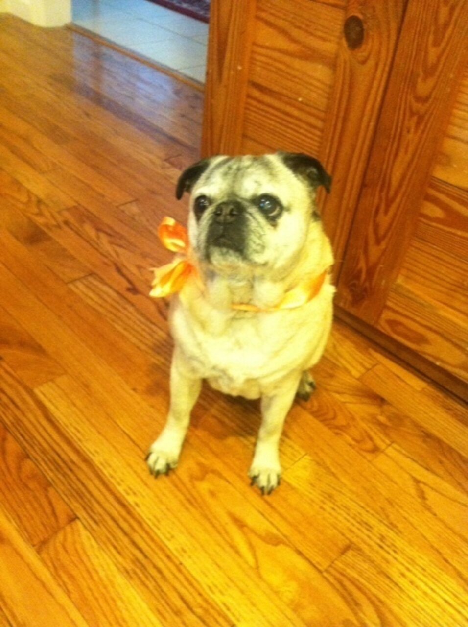 Loyal Pug Understands Autism Better Than Anyone Thought She Could - The ...