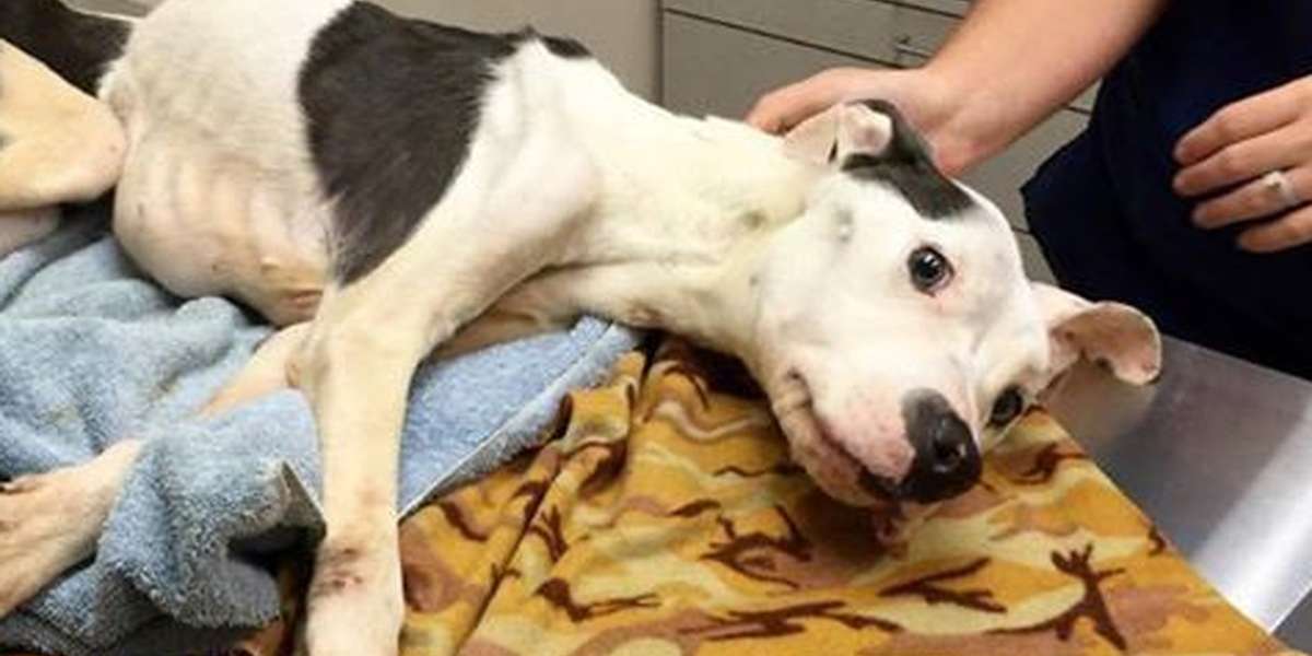 Dog Is Nearly Frozen To Death — But She Still Wants Love From Her ...