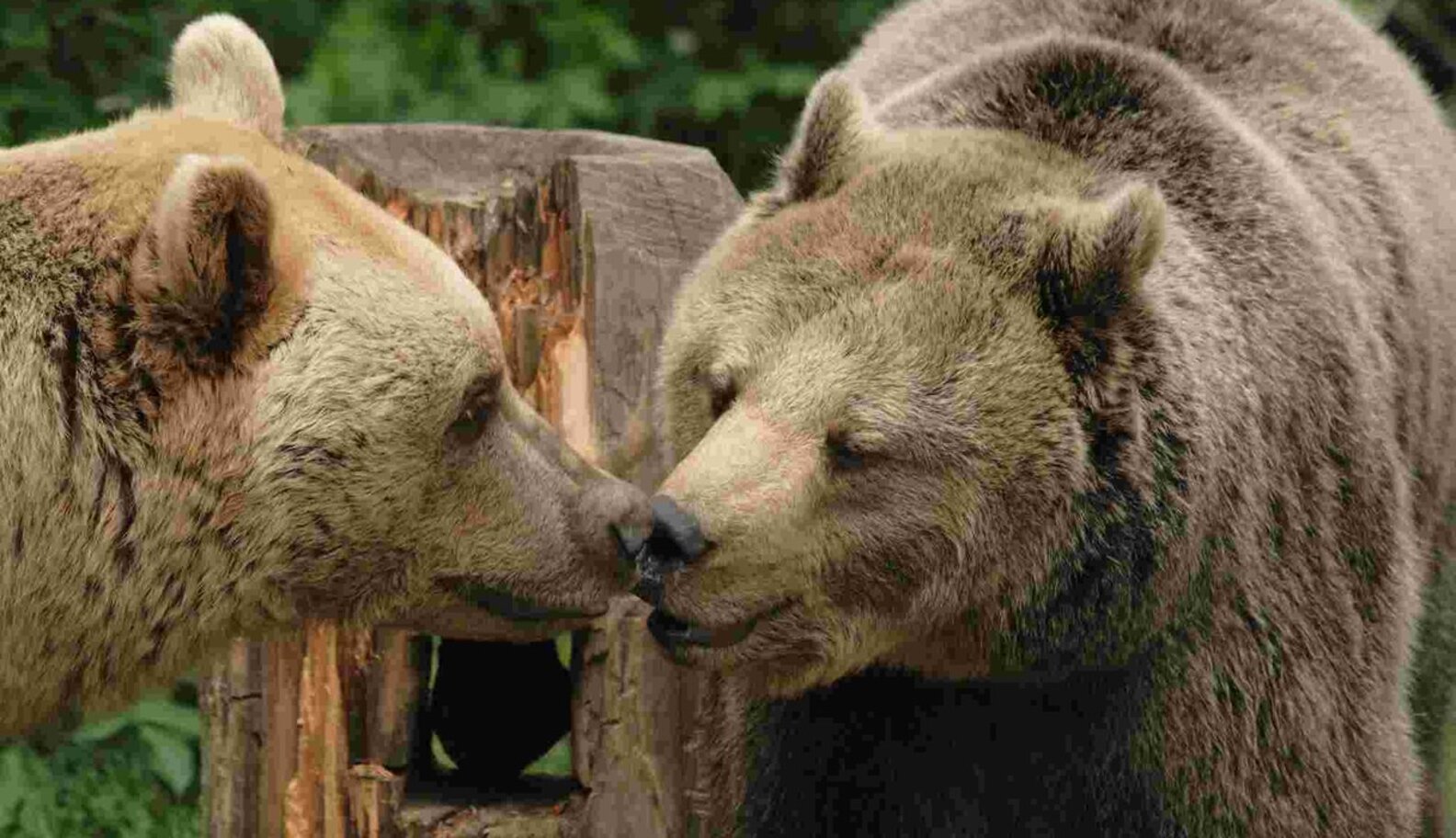 Abused Bears, Bound In Chains, Are Finally Freed - The Dodo
