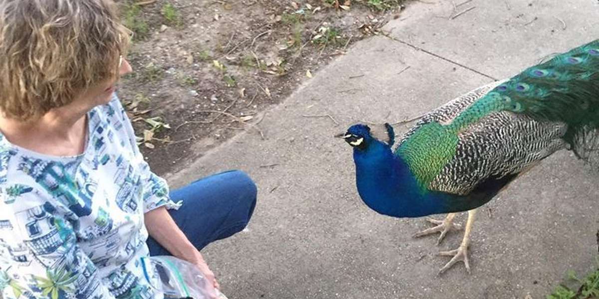 Peacock Rolls Into Town, Decides He Lives Here Now - The Dodo