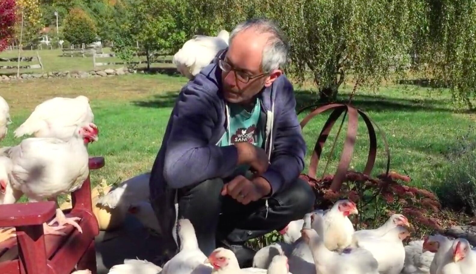 We Rescue Chickens And They Smother Us With Love - The Dodo