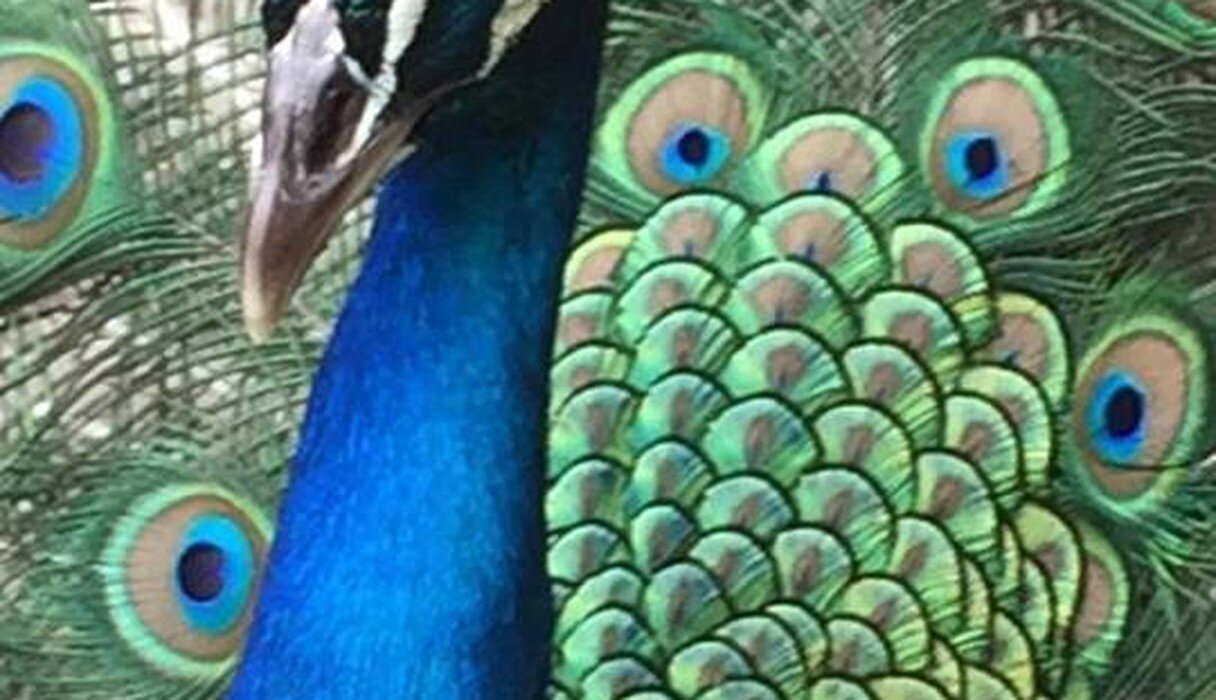 Peacock Rolls Into Town, Decides He Lives Here Now - The Dodo