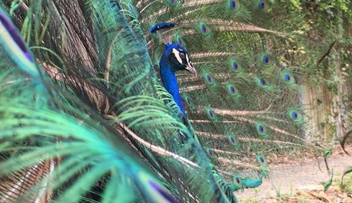 Peacock Rolls Into Town, Decides He Lives Here Now - The Dodo