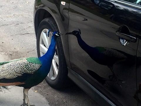 Peacock Rolls Into Town, Decides He Lives Here Now - The Dodo