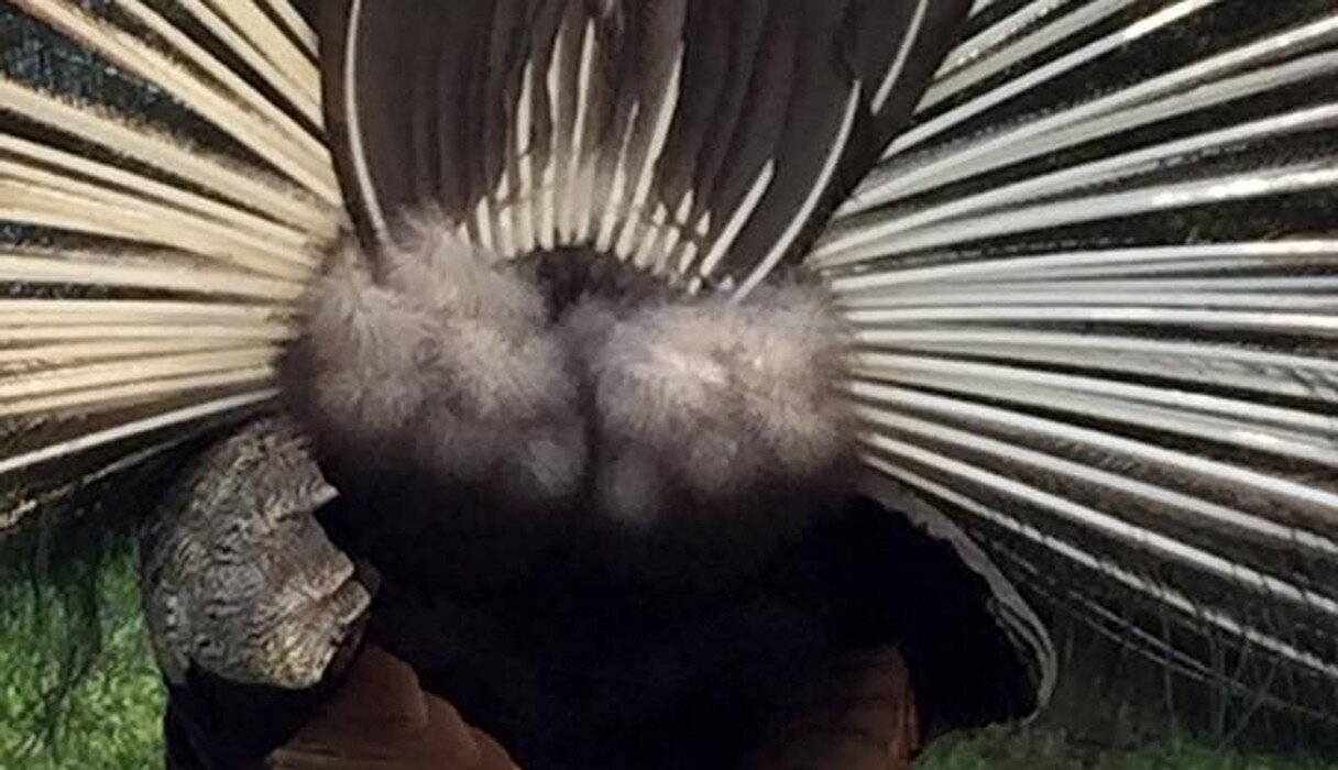 Peacock Rolls Into Town, Decides He Lives Here Now - The Dodo