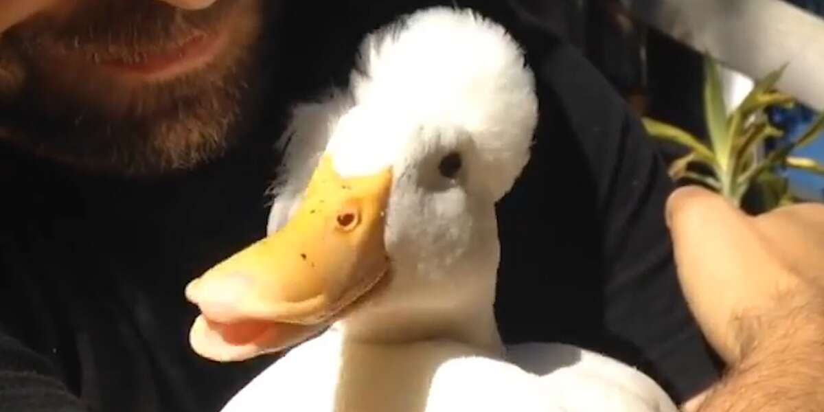 These Rescue Ducks Never Stop Moving - Videos - The Dodo