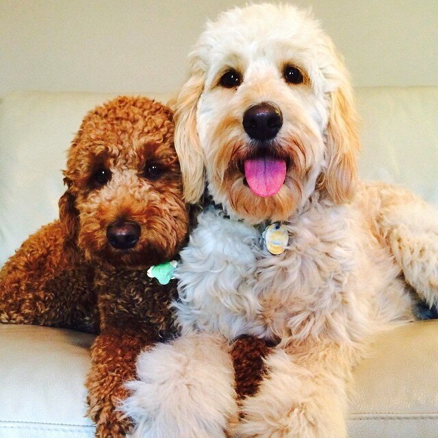 Loyal Dog Leaps In To Rescue Canine Friend From Bad Dream - The Dodo