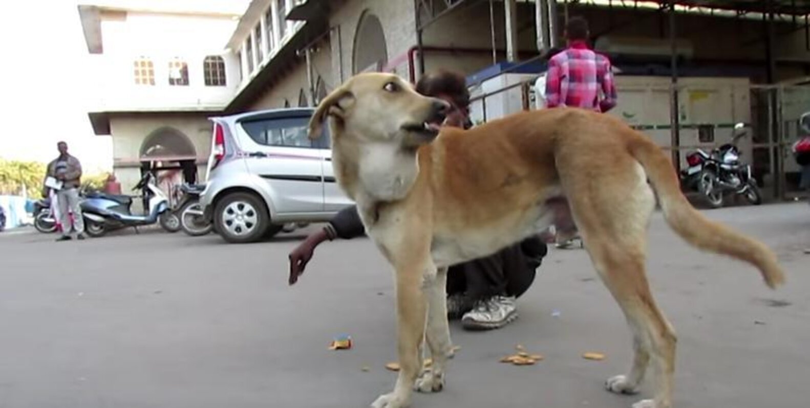 Dog With Mass The Size Of A Basketball Looks So Different Now - The Dodo