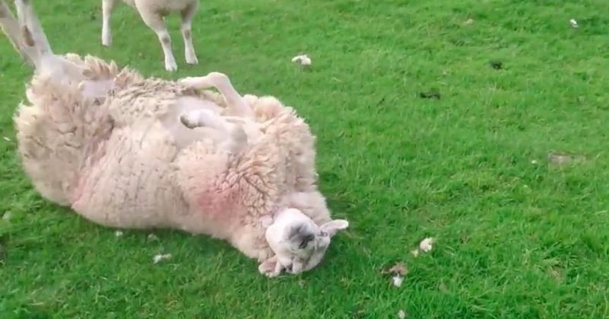 Upside-Down Sheep Saved By Human Hero - The Dodo