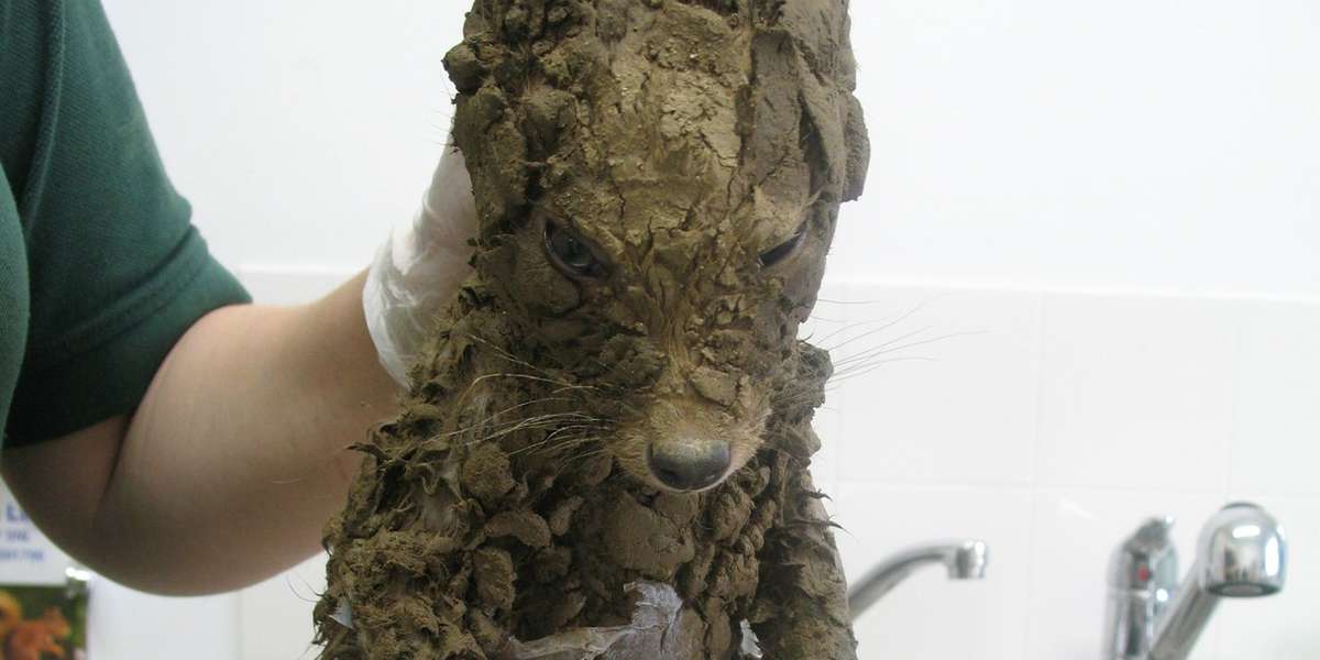 There's A Fuzzy Baby Animal Beneath All This Mud - The Dodo