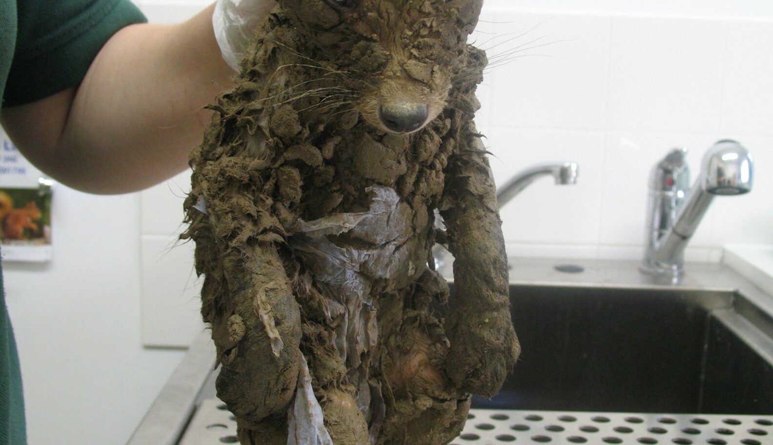 There's A Fuzzy Baby Animal Beneath All This Mud - The Dodo