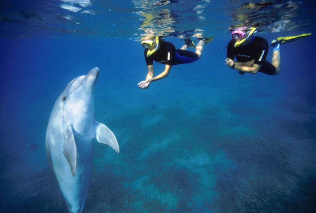 Dolphin Watching: The Benefits And The Future - The Dodo