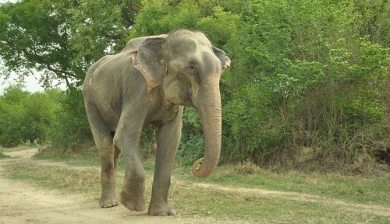 Weeping Elephant Is All Smiles Now As He Makes New Friends At Rescue ...