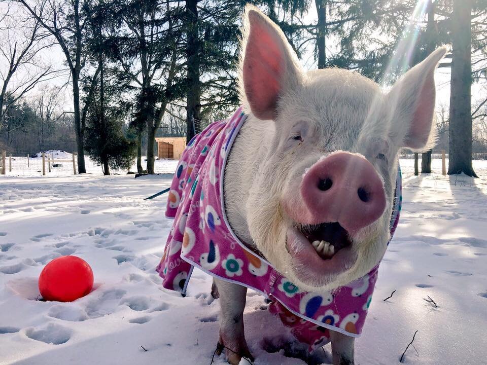 Pig Wears Adorable Hat When She Goes Out Into The Snow - The Dodo