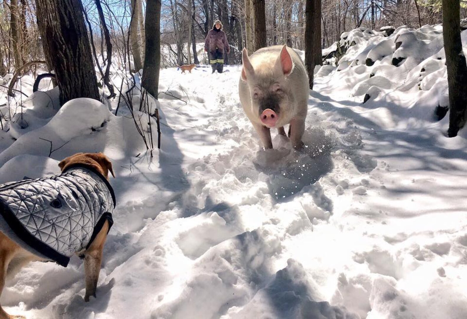 Pig Wears Adorable Hat When She Goes Out Into The Snow - The Dodo