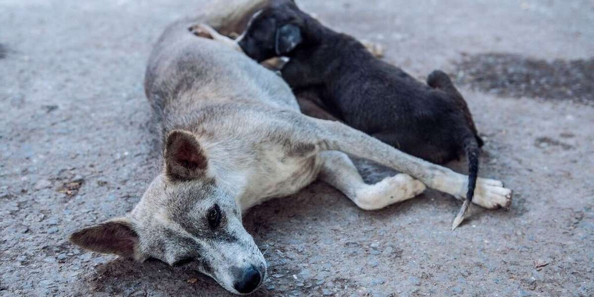 Why Are There So Many Street Dogs in India? - The Dodo