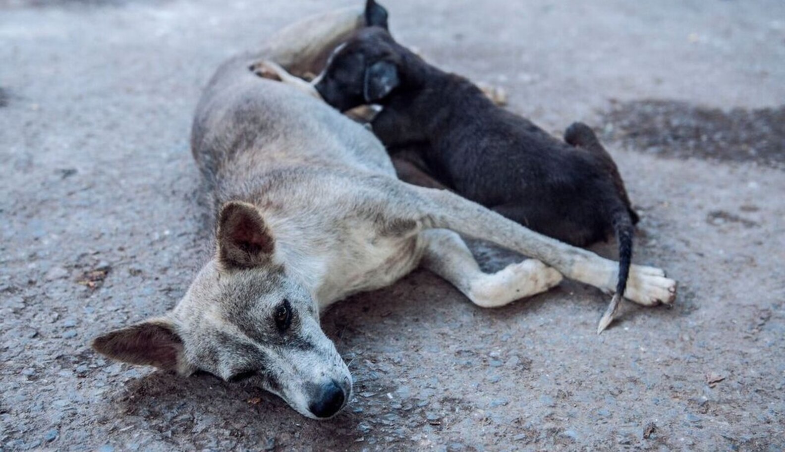 Why Are There So Many Street Dogs in India? - The Dodo