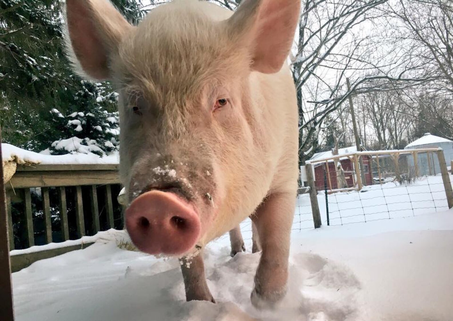 Pig Wears Adorable Hat When She Goes Out Into The Snow - The Dodo