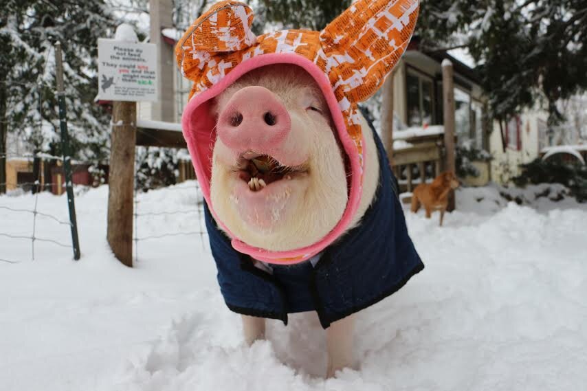 Pig Wears Adorable Hat When She Goes Out Into The Snow - The Dodo