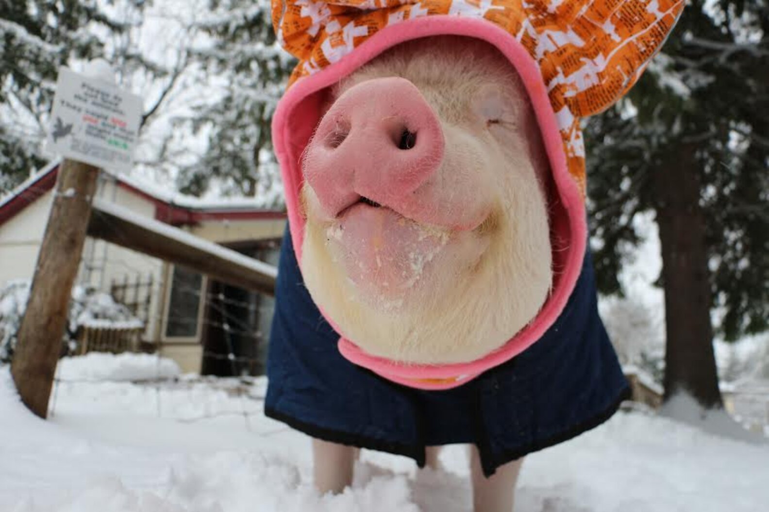 Pig Wears Adorable Hat When She Goes Out Into The Snow - The Dodo