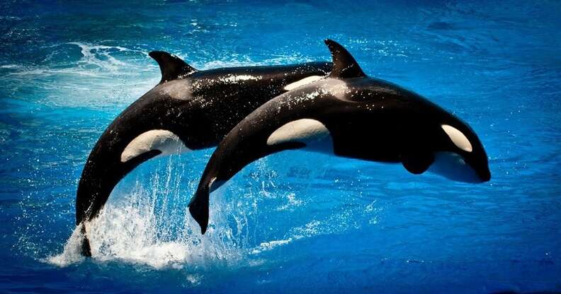 Cheap Trick Boycotts SeaWorld In Ongoing Cheap Trick Boycotts SeaWorld In Ongoing