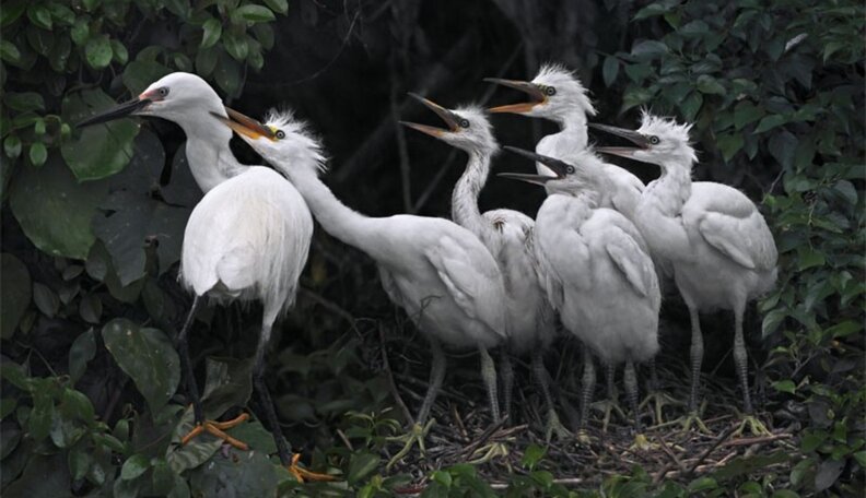 Story Behind The Shot: Taiwan's Elegant Egrets - The Dodo